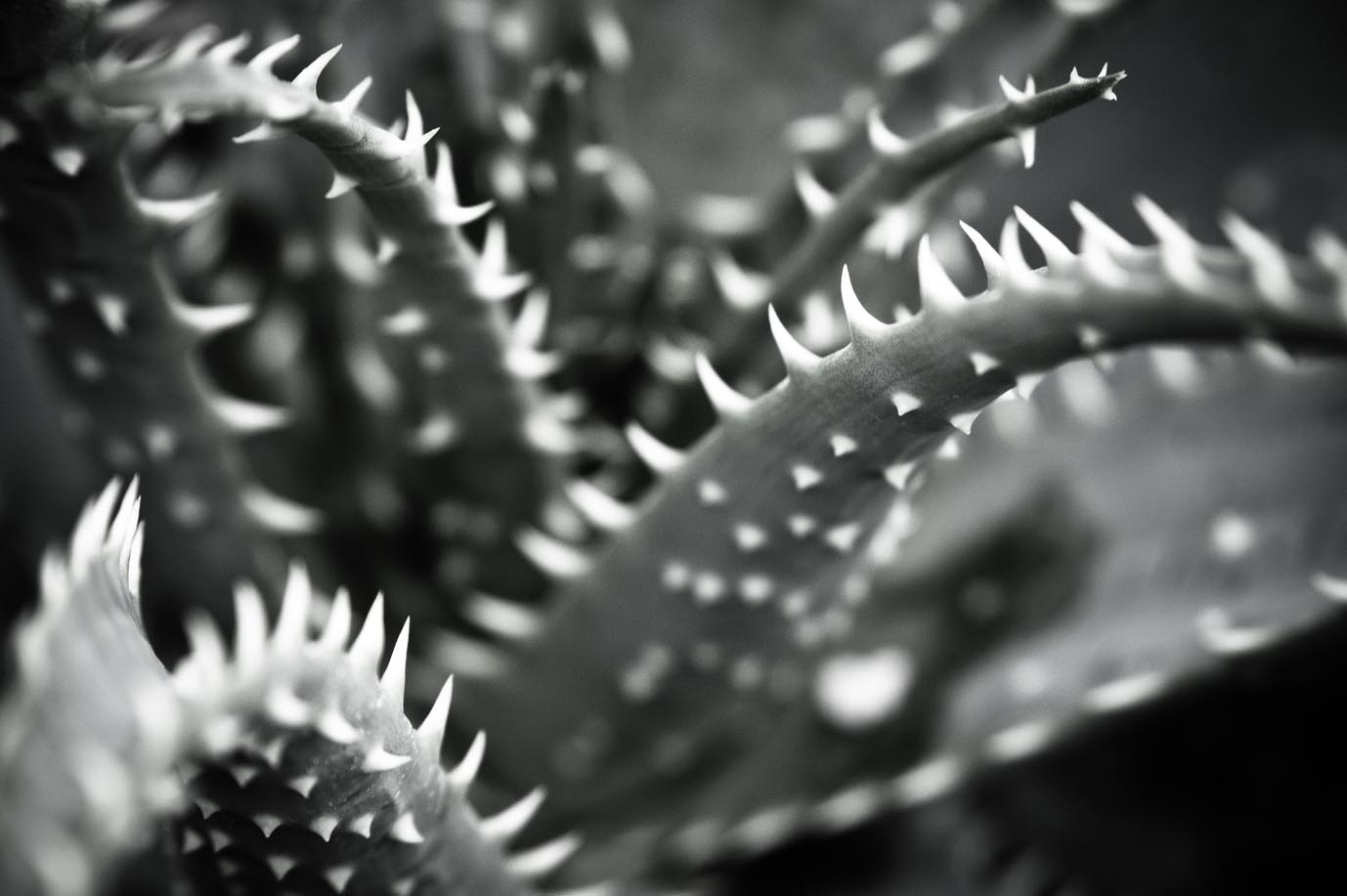 Fine Art Macro Photography by Barney Taxel