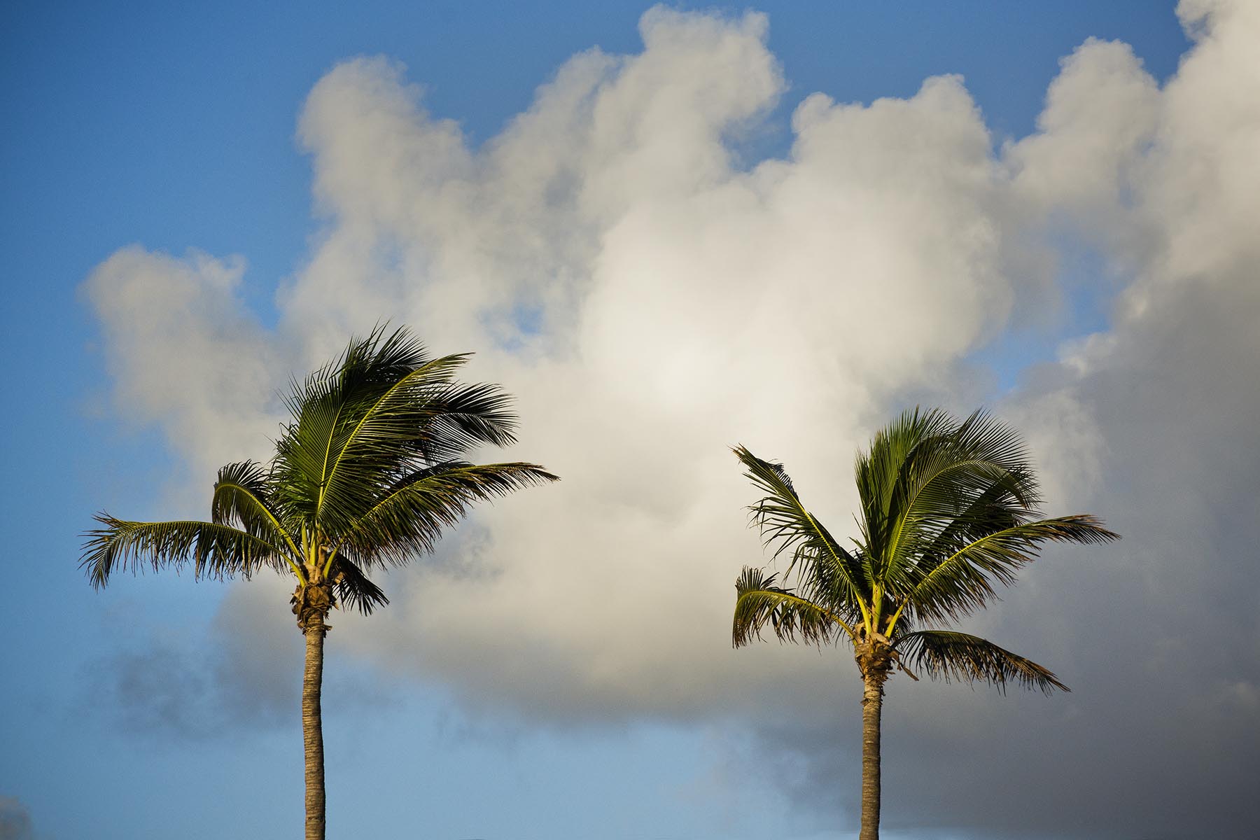 Environmental Views by Barney Taxel